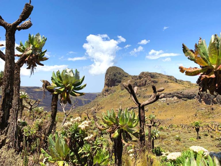 The Ultimate Guide To Climbing Mount Elgon In Uganda