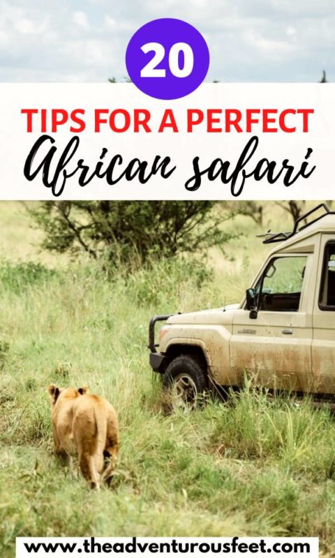 African Safari Tips: 20 Things To Know Before Going On Your First ...