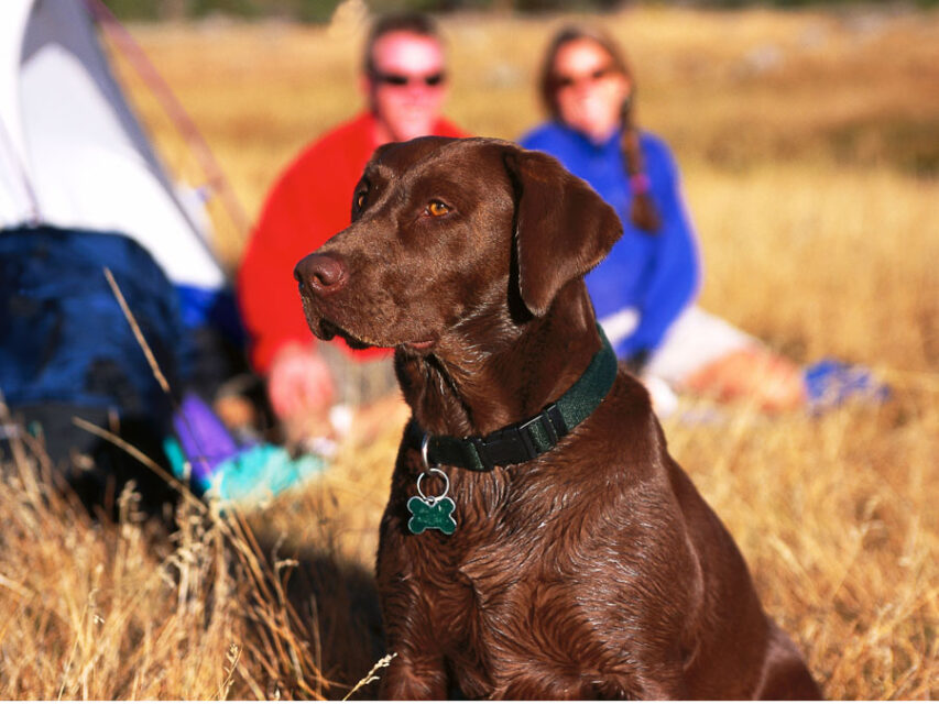 7 Best Tents For Camping With Dogs - The Adventurous Feet