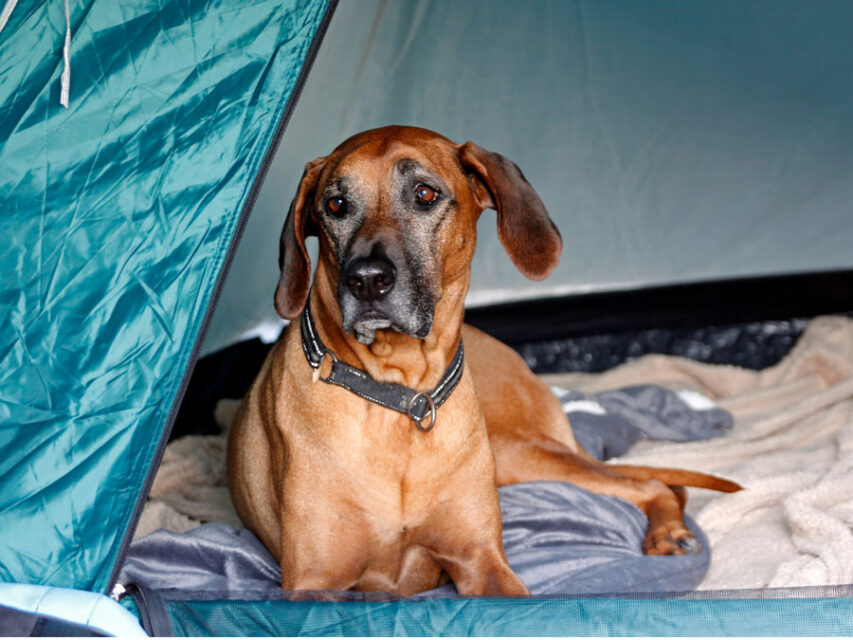 18 Best Camping Gear For Dogs To Pack For The Outdoors
