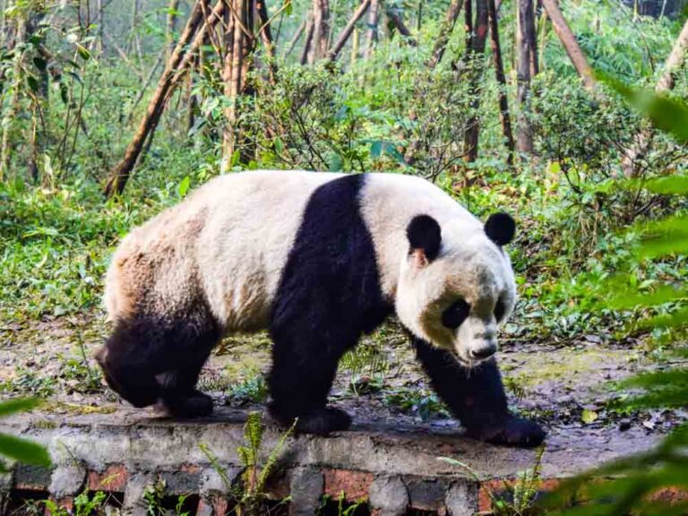 What Is China Famous For? 23 Things Associated With China That You ...